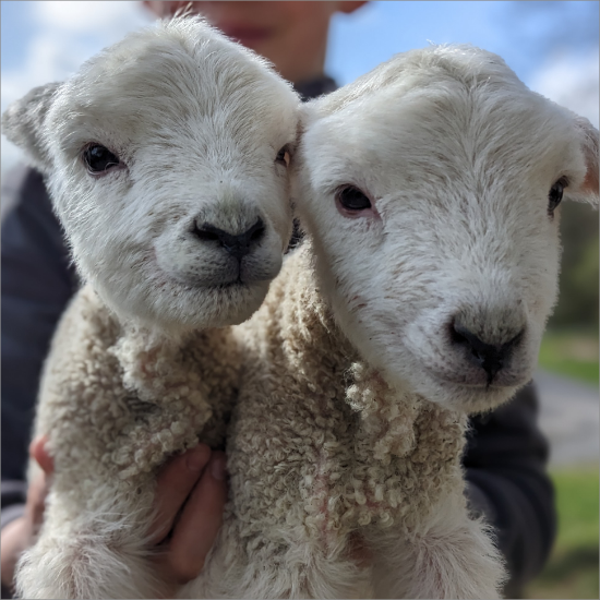 Our Story... – Barnbarroch Organic